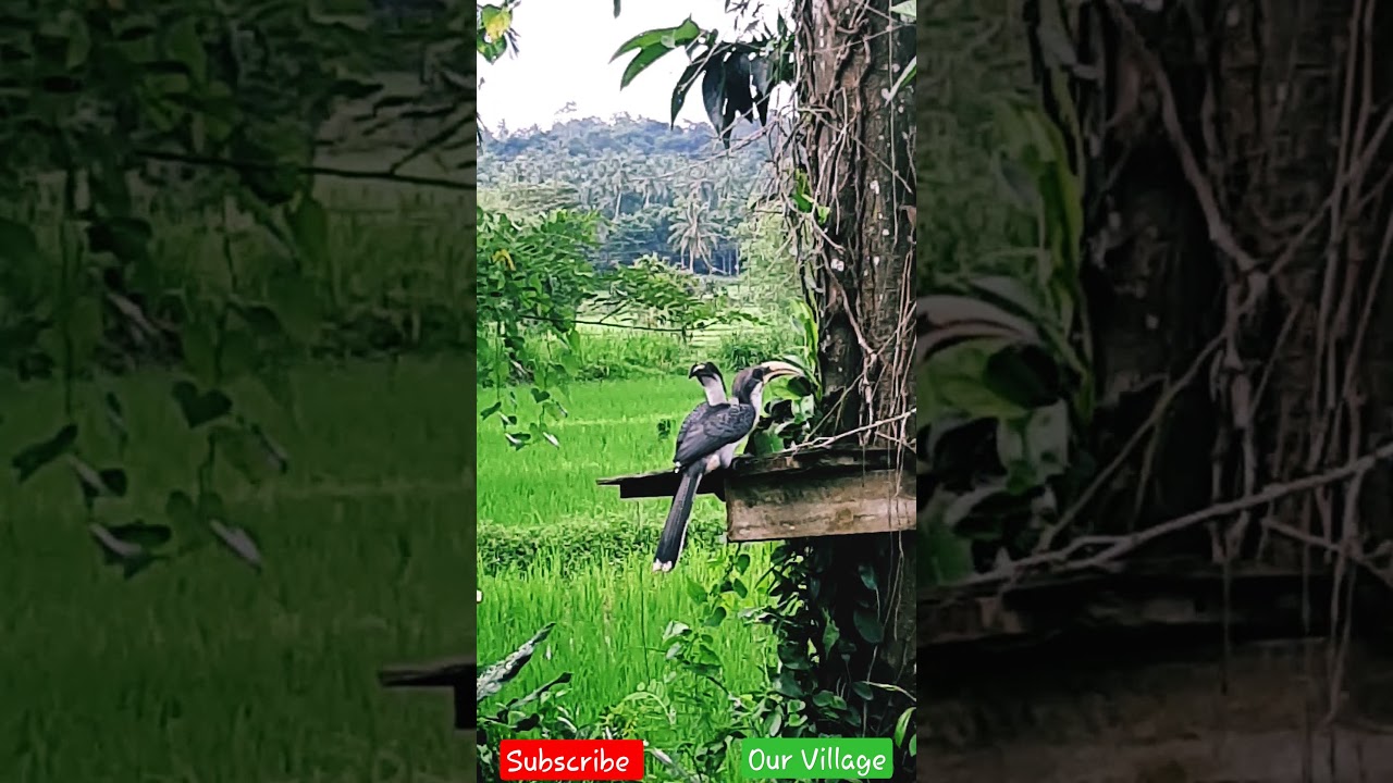 Sri Lanka grey hornbill (අළු කෑදැත්තා) - YouTube