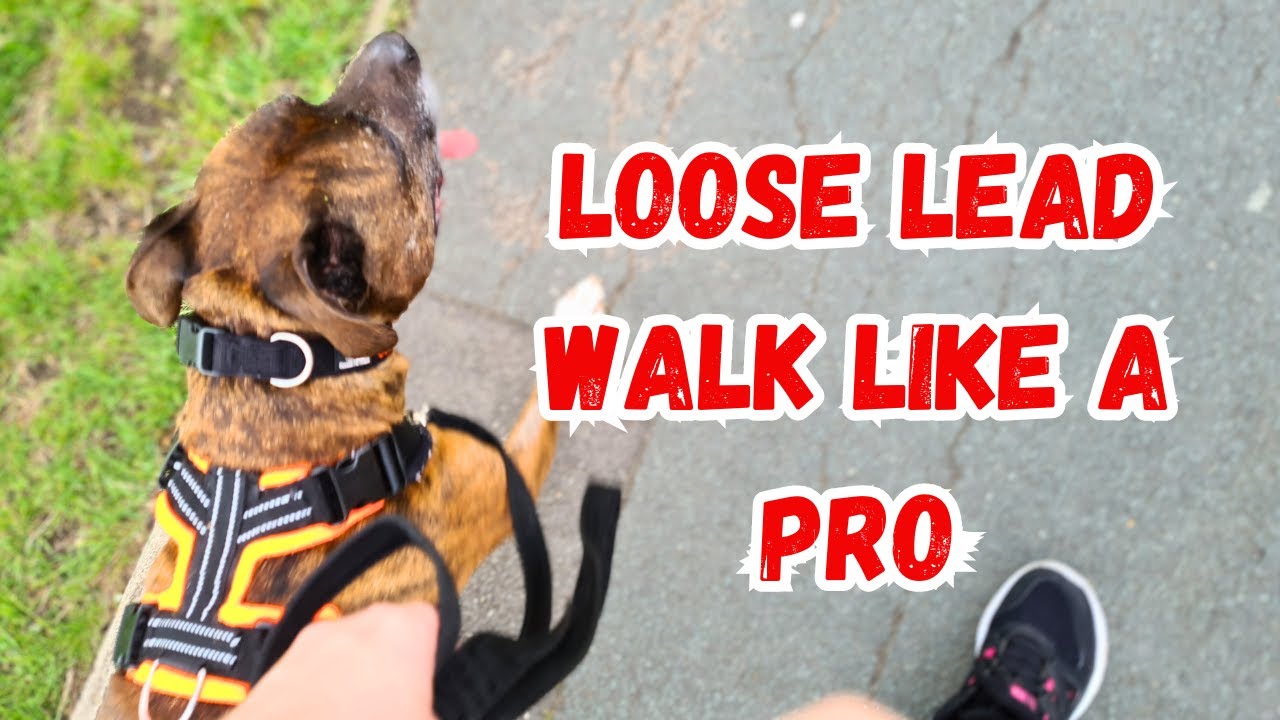 Loose Lead Walking Tips For More Enjoyable Walks - YouTube