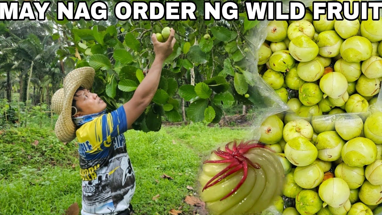 May nag order ng wild catmon fruit gagawing JAM update sa tanim na ...
