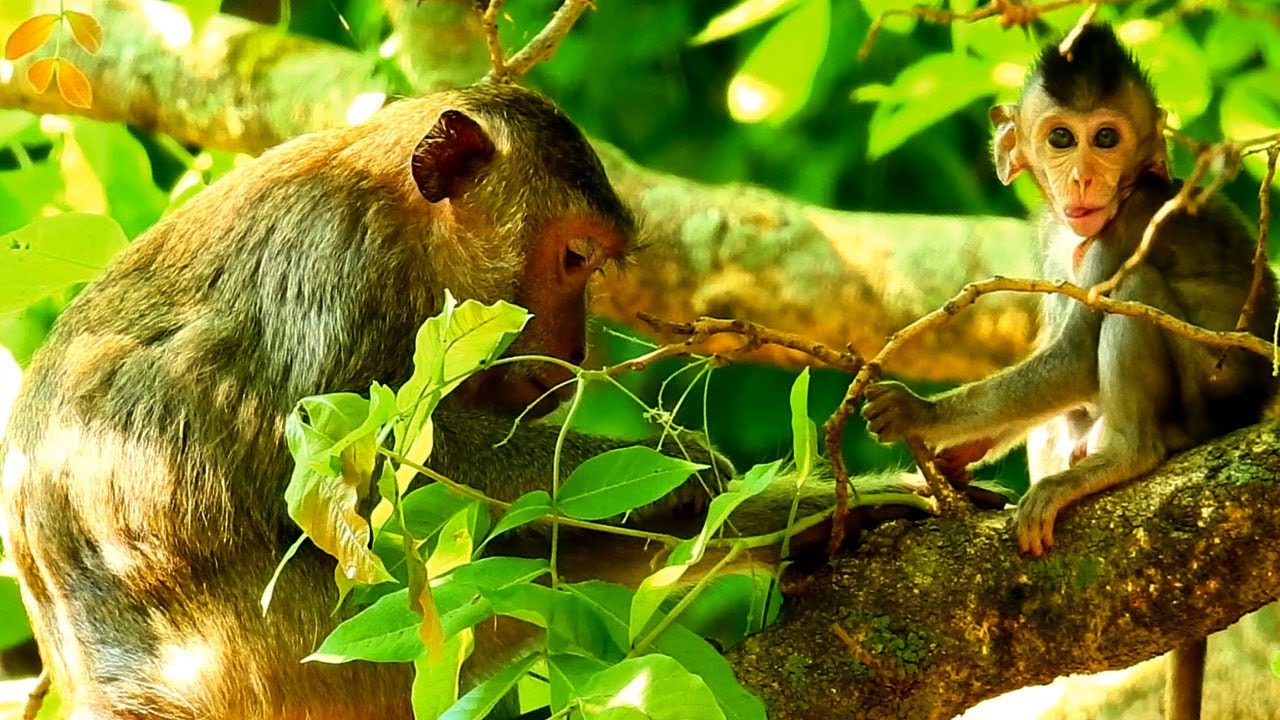 Baby Buster very hungry food he need food more bout mom fear monkeys ...