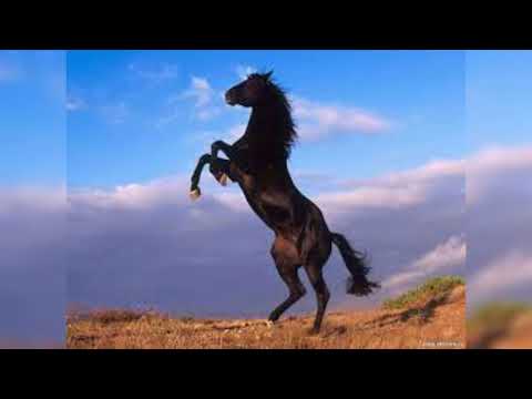 At koşma sesi / Nal sesi / horse running