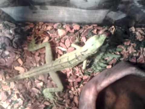 What Insects Do Basilisks Eat