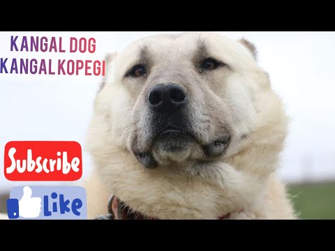 Kangal dog - Kangal kopegi - strongest dog on world and very cute