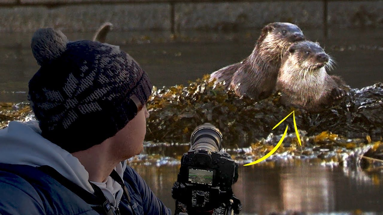 INCREDIBLE Morning Filming OTTERS Fighting, Playing & Fishing at FIRST ...