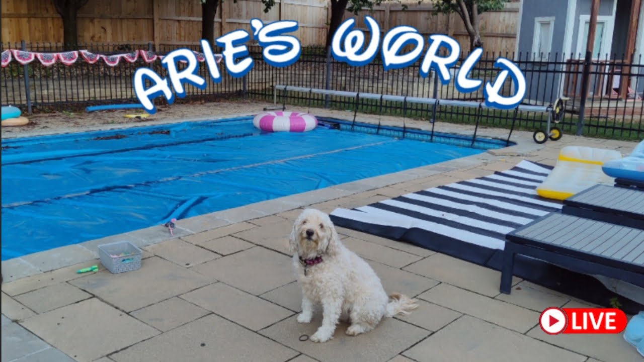 Arie's World is live! Pool closing time! 😭🧸 - YouTube