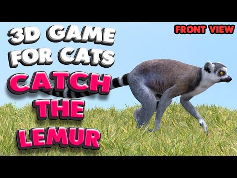 3D game for cats | Catch the LEMUR (front view) | 4K, 60 fps, stereo sound