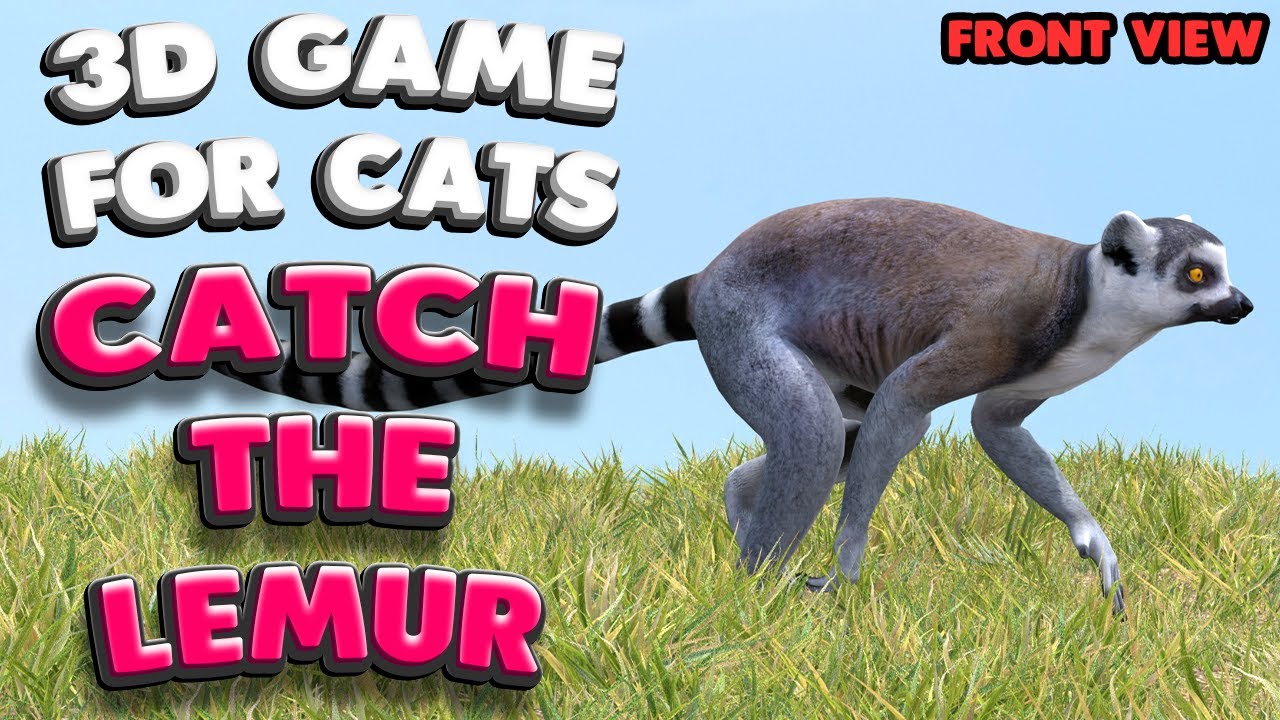 3D game for cats | Catch the LEMUR (front view) | 4K, 60 fps, stereo ...