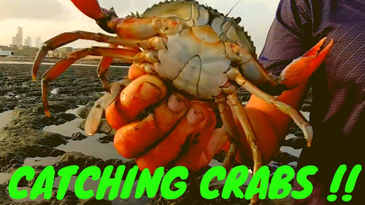How to Catch Mud Crab| Catching Crabs from Mangroves| Day Light ...