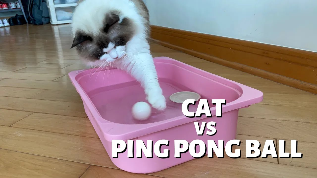 Cat vs Ping Pong Ball - YouTube