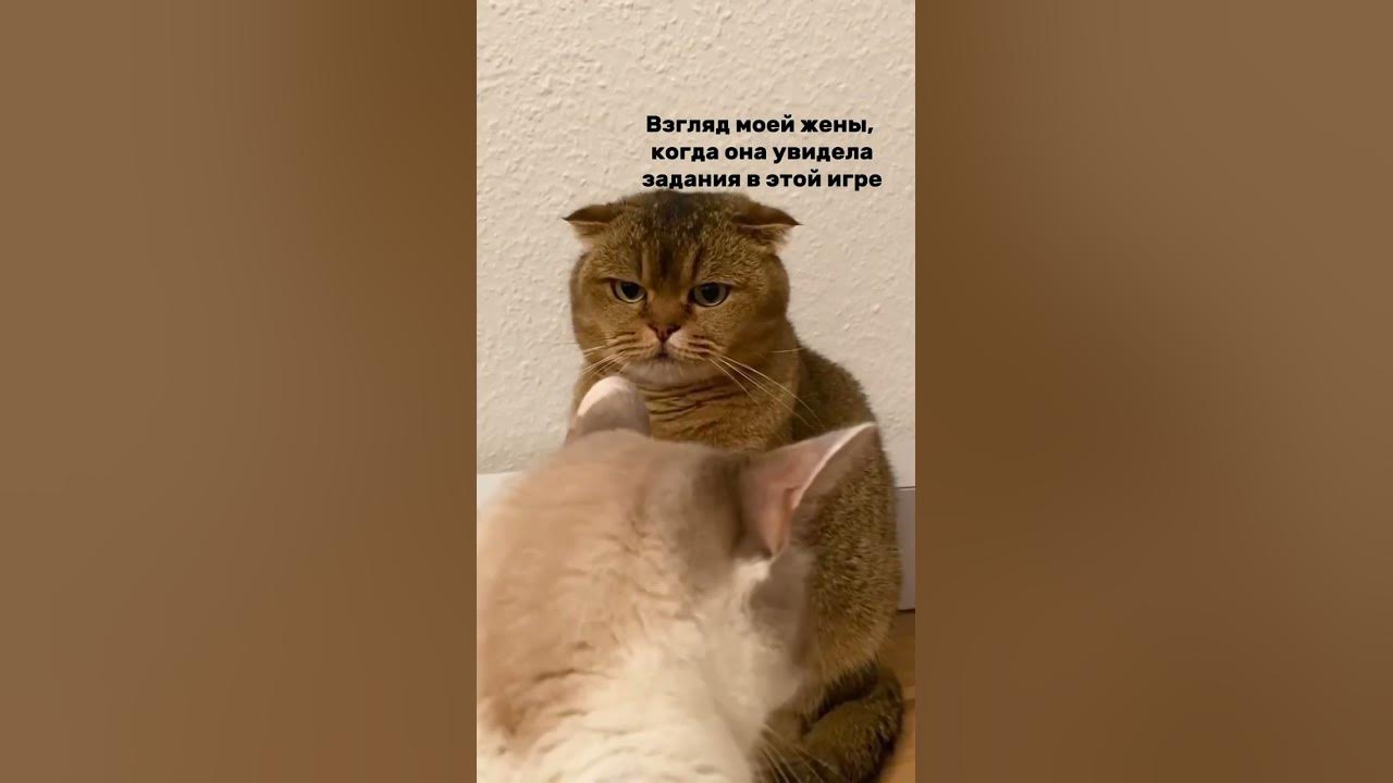 Жена одобряет 😁 игра "Точняк под градусом" 🍷арт.WB 237303076 #настолки ...