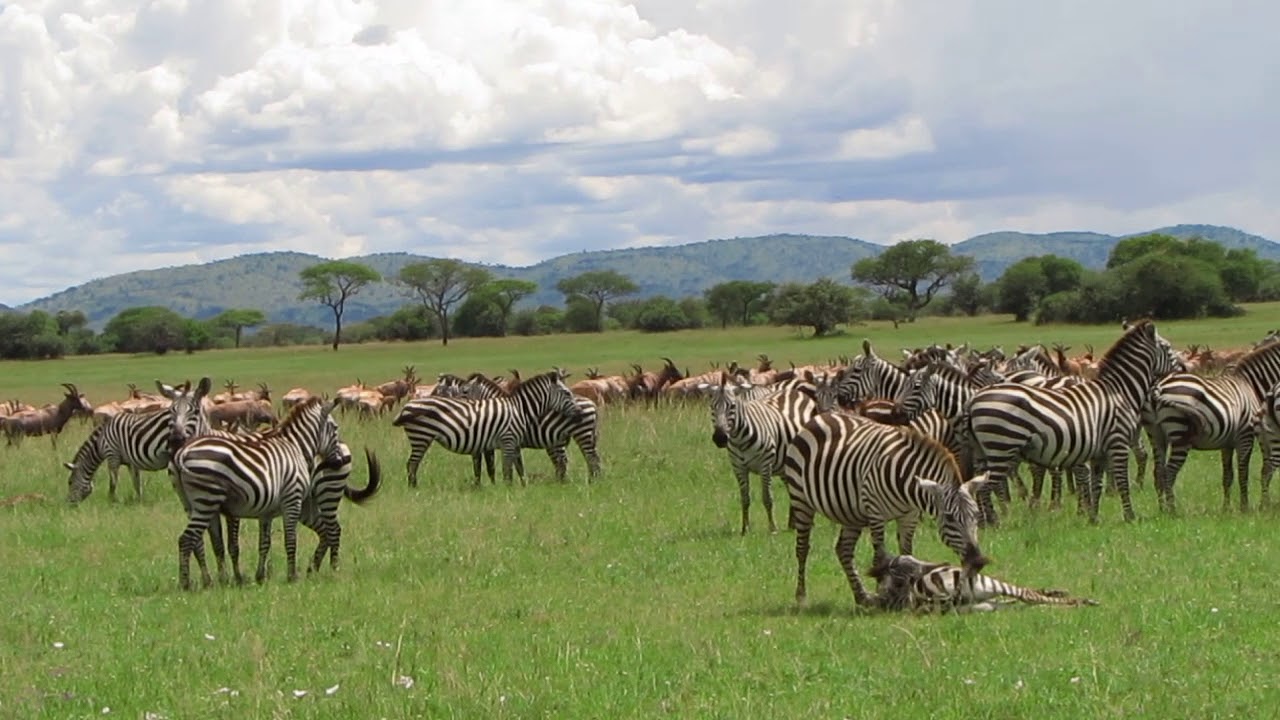 Migration of Topi in Serengeti - Regal African Safaris - YouTube