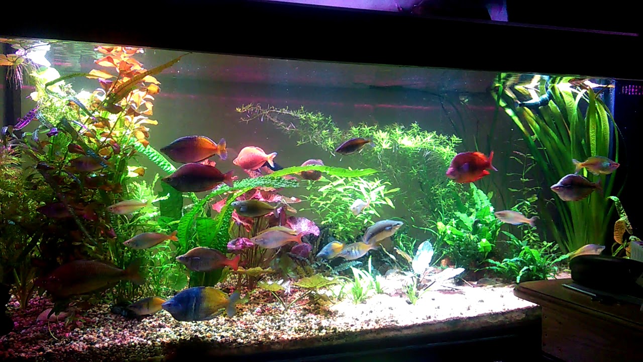 Rainbowfish Tank YouTube rainbowfish-tank-youtube