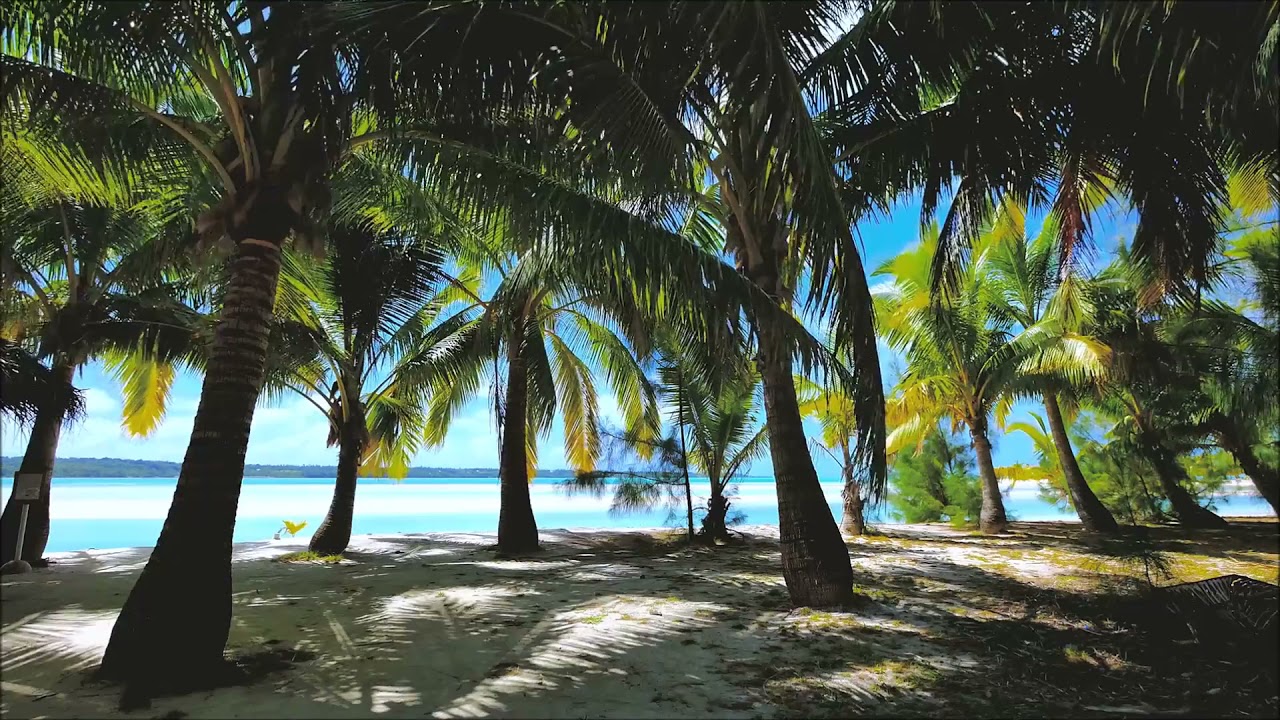 HD Palm Trees | Loop - YouTube