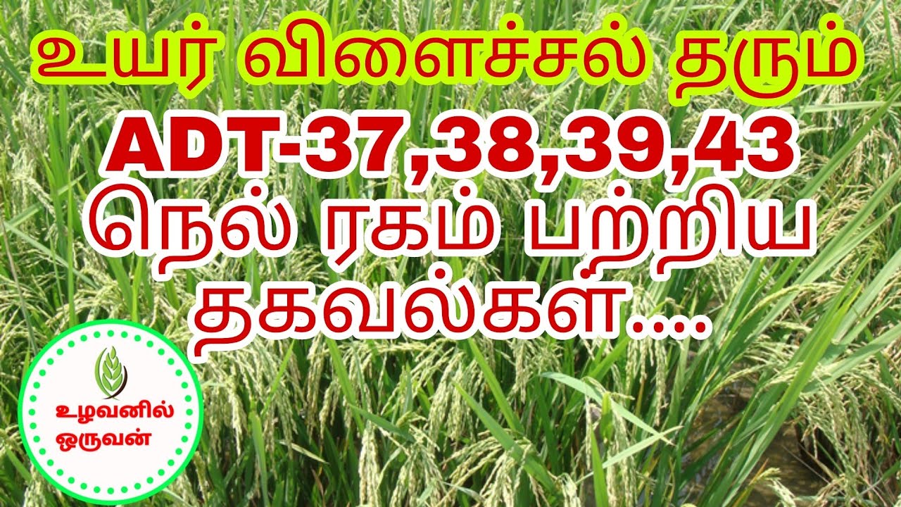 ADT-37,38,39,43 நெல் ரகம் பற்றிய தகவல்கள்... - YouTube