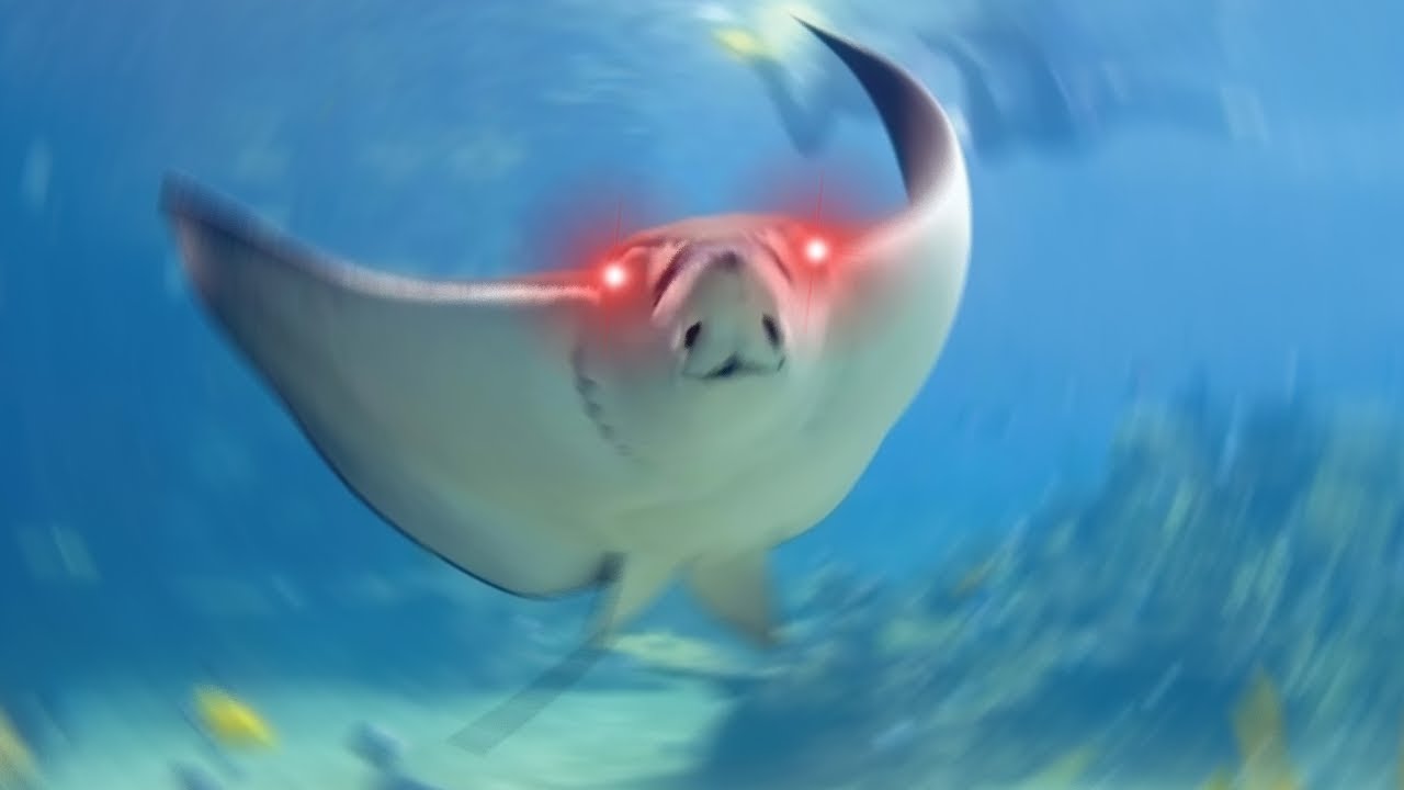 top ten stingrays - YouTube