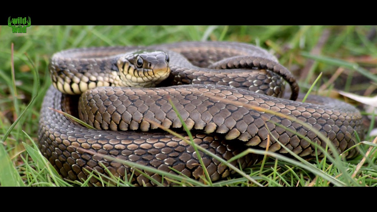 Wild van Wild ( Onze Natuur In Beeld ) - YouTube