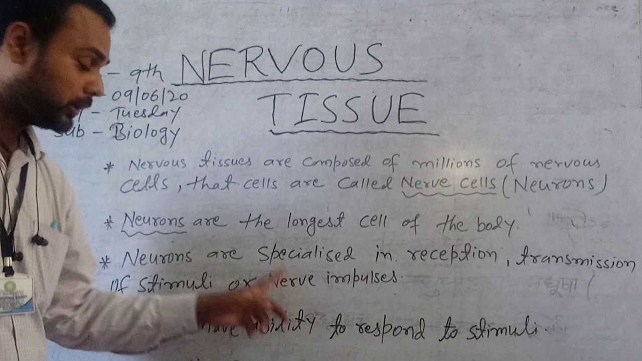 NERVOUS TISSUE class - IX Bio - YouTube