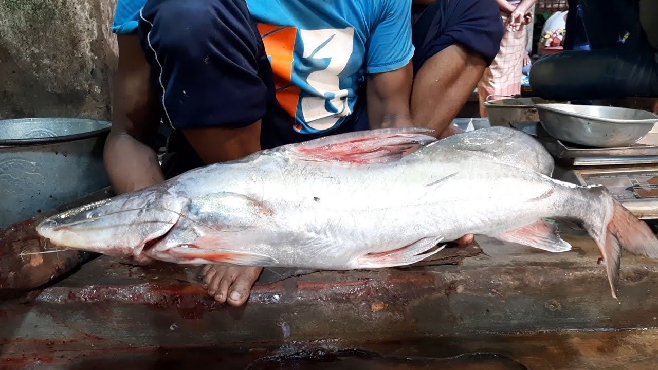 Most Attractive Aair Fish Cutting Skills in Fish Market II Big Fish ...