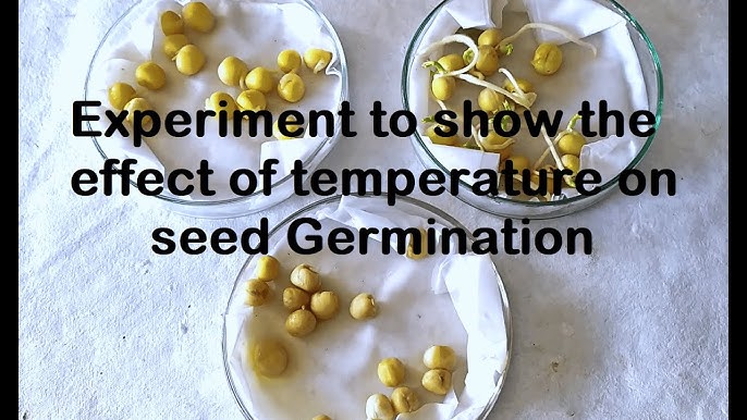 Seed Germination Experiment