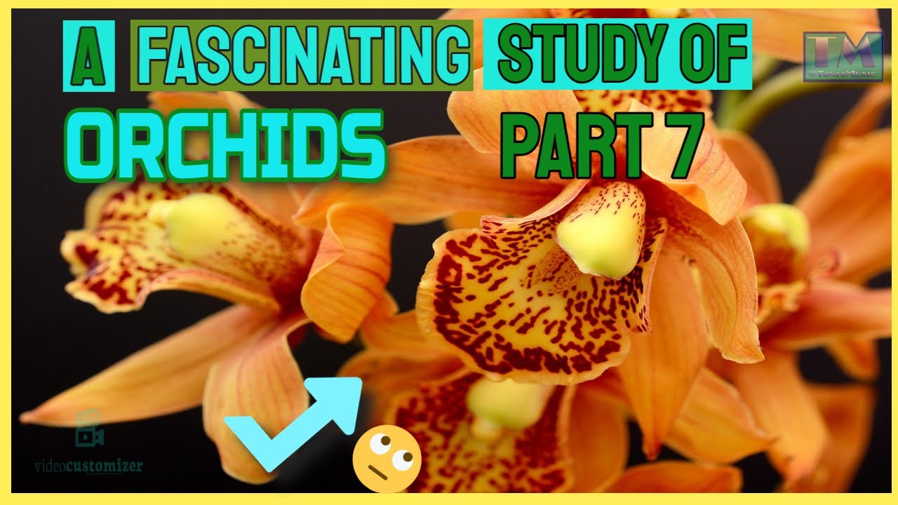 A Fascinating Study Of Orchids Part 7 - Pests and Diseases - YouTube