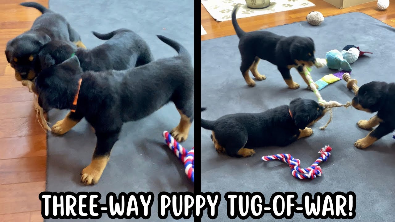 Puppy Tug-of-War Cuteness! #puppy - YouTube