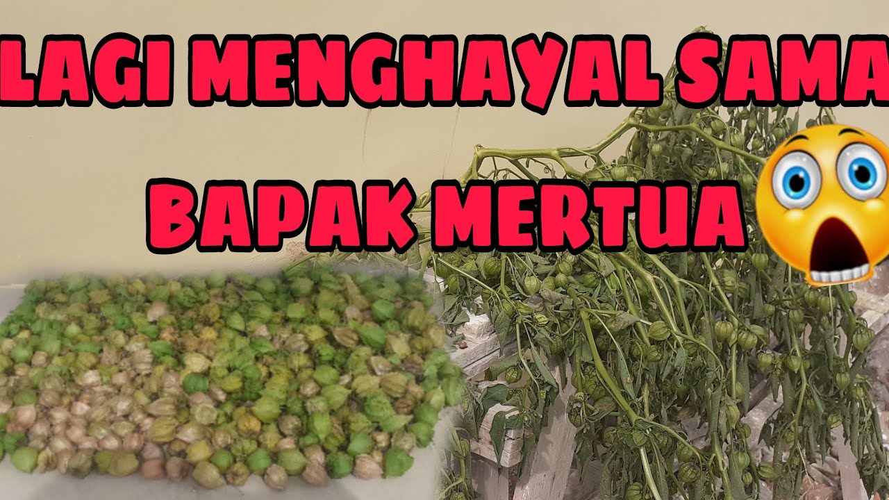 #bang irwan# wahh ku pikir betulan buah cipluk.an mahal !!! ternyata ...