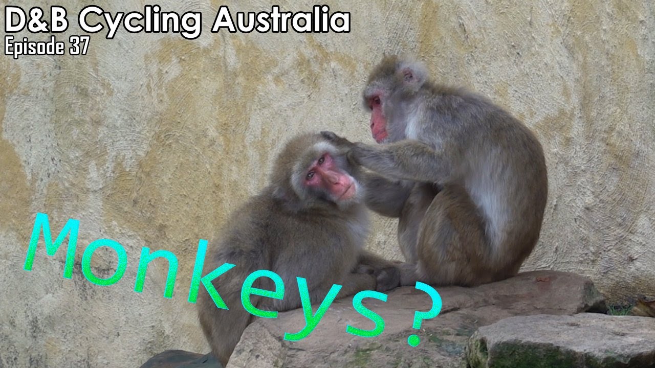 The Japanese Macaques of Launceston // Bike Touring Australia Ep. 37 ...