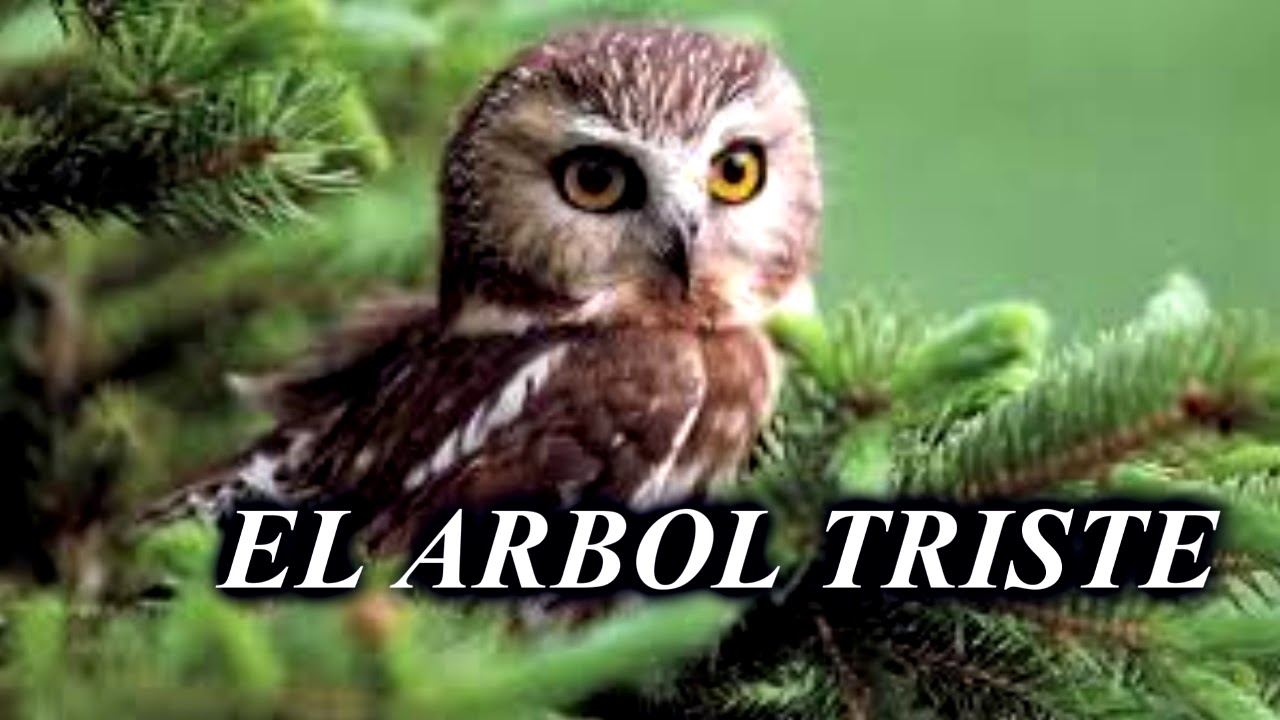 HERMOSA ENSEÑANZA ..¡EL ARBOL TRISTE!.. - YouTube