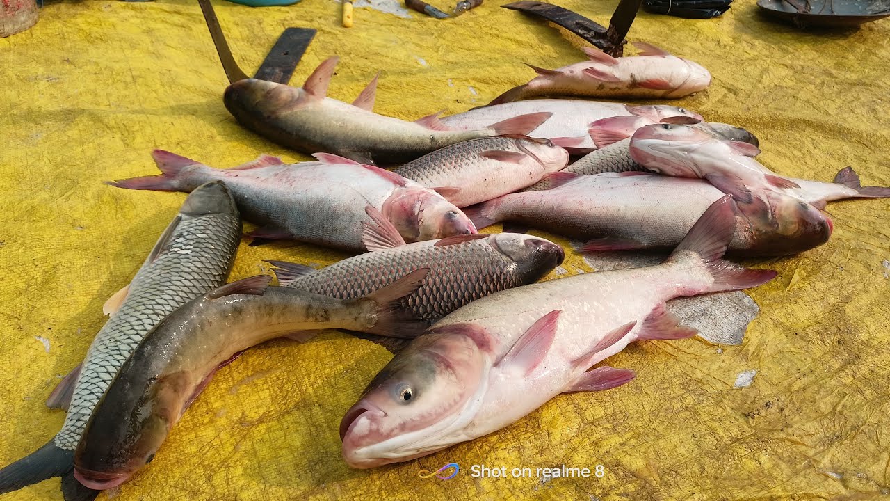 Raghu Bhai is live!parsi golden fish - YouTube