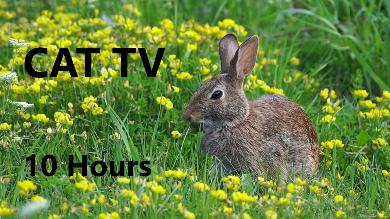 10 Hour CAT TV - Wild Rabbits, Chipmunks, Squirrels and Birds - Aug 14 ...