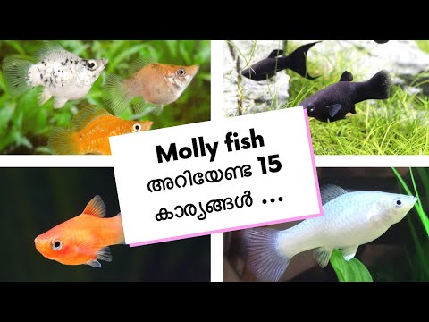 #Molly_fish , അറിയേണ്ട 15 കാര്യങ്ങൾ || all about molly_fish #fish #aquarium #malayalam