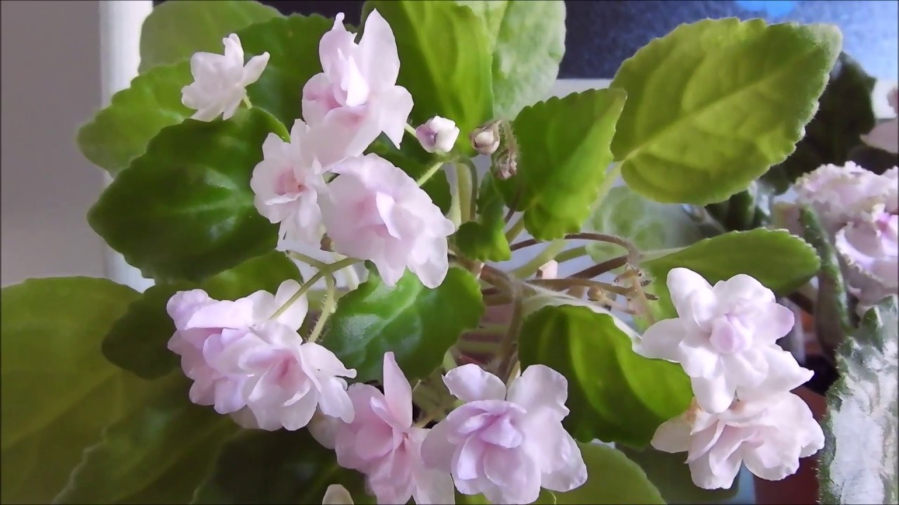 My African Violets Spring 2018 - YouTube