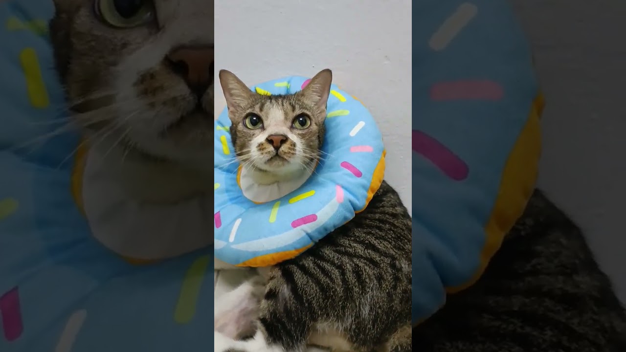 Haha Mad Donut Kitty ๐พ๐ธ๐ธ Shorts Cat Donut Cute Funny Tabbycat Youtube
