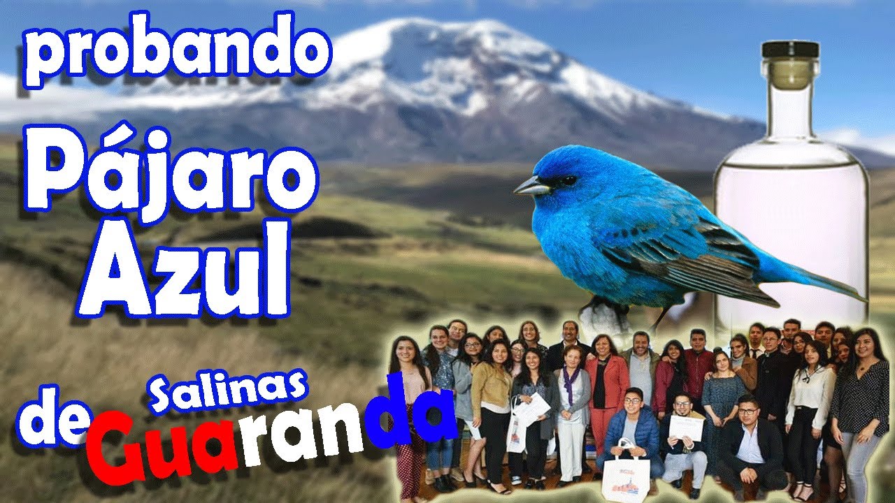 Probando Pájaro Azul | Viaje a Salinas de Guaranda (Parte 1) - YouTube