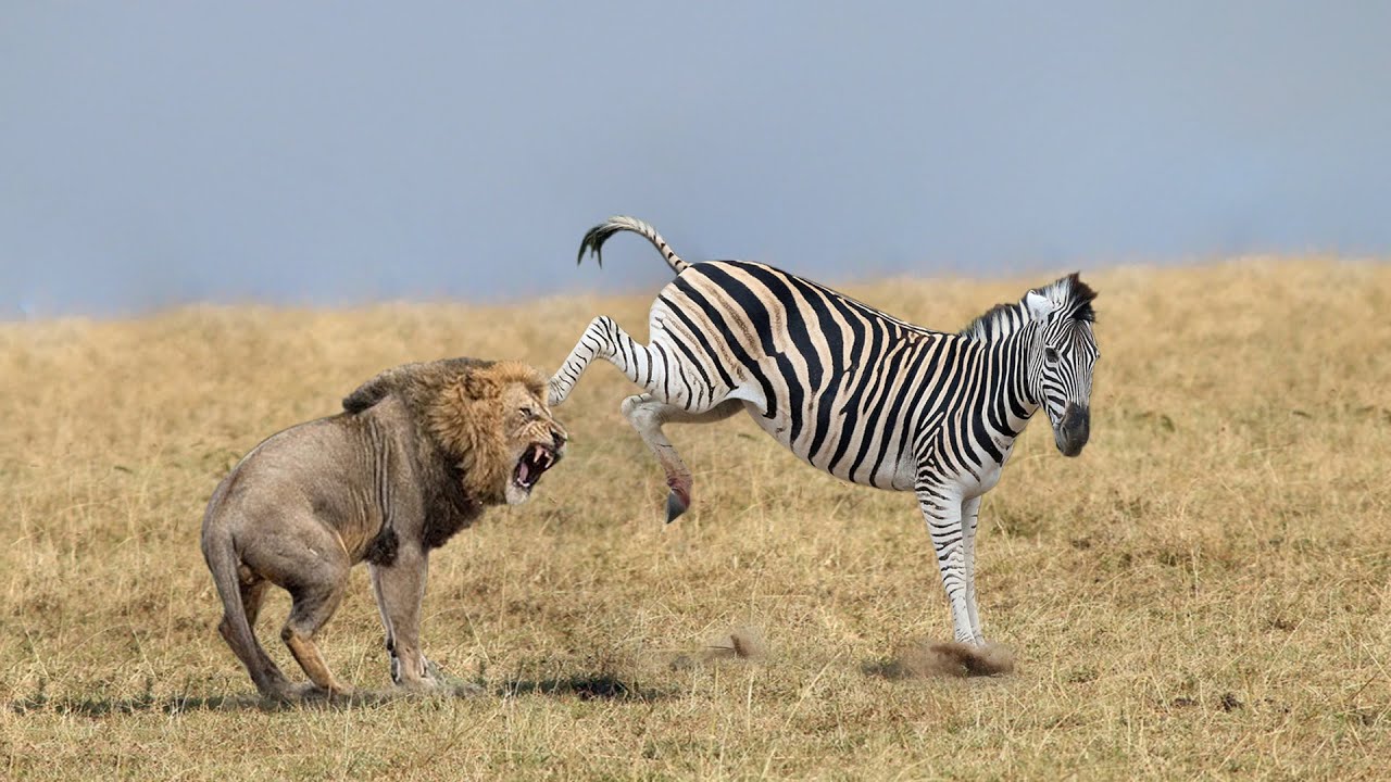 Shocking Videos😰 - How Zebra Attack Lion, Who Will Be The Win? - YouTube