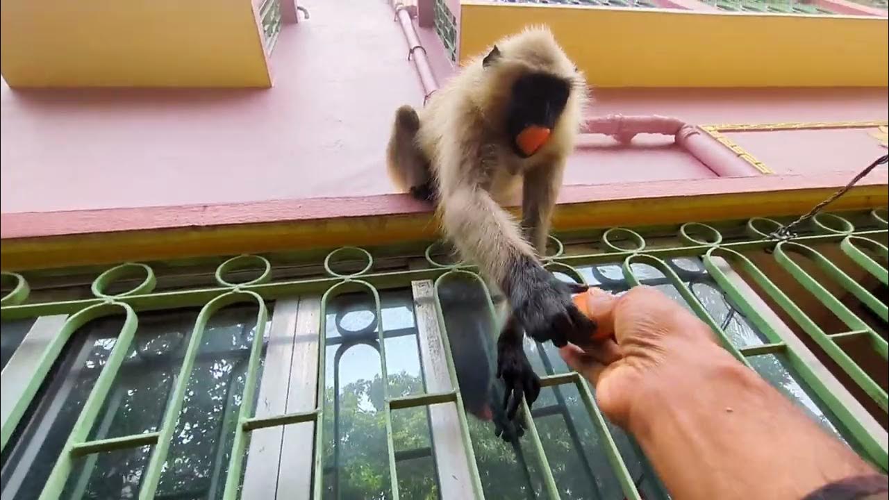 monkey videos.Langur monkey . - YouTube