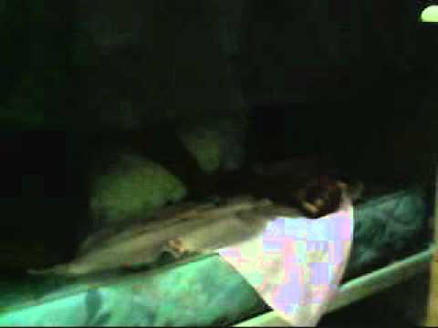 monic8270's webcam video  8 de janeiro de 2012 02:40 (PST)