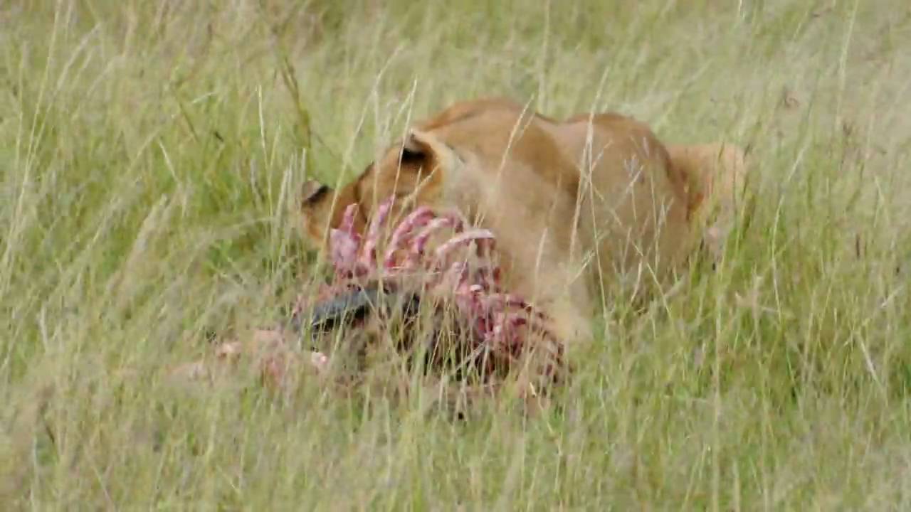female lion eating impala - YouTube