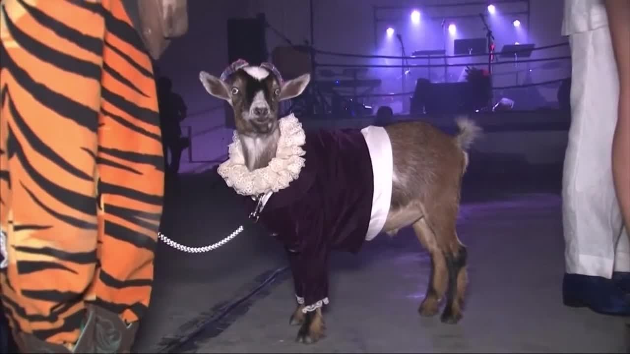 Video extra: Party goats hit L.A. - YouTube