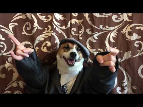 Dog With Human Hands And Legs / Funny Dog Dancing - YouTube