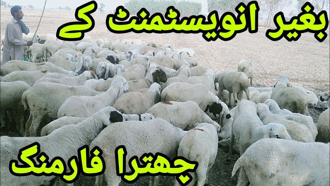 chatra farming without investment / how to do male sheep farming - YouTube