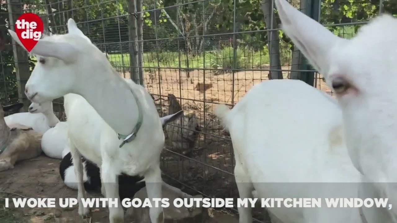 The Dig: Long Island Goats Making Cheese And Beauty Products - YouTube