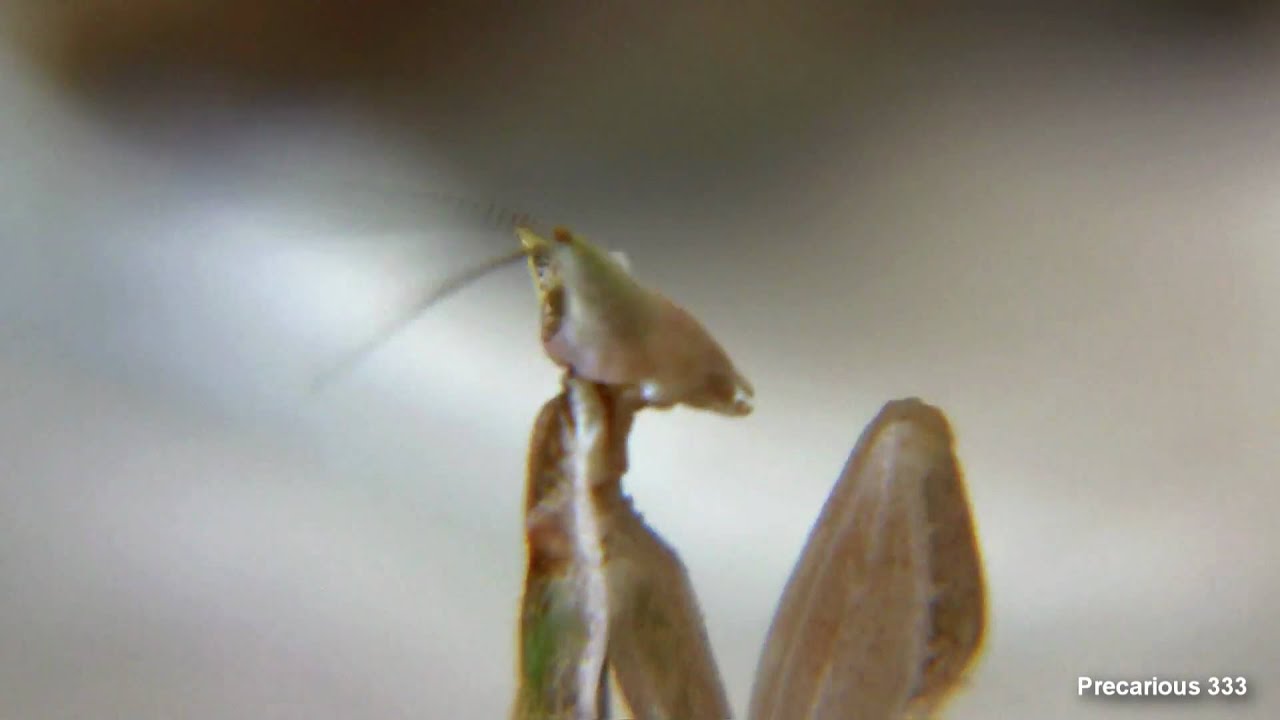Gambian Spotted-Eye Flower Mantis L4 - YouTube