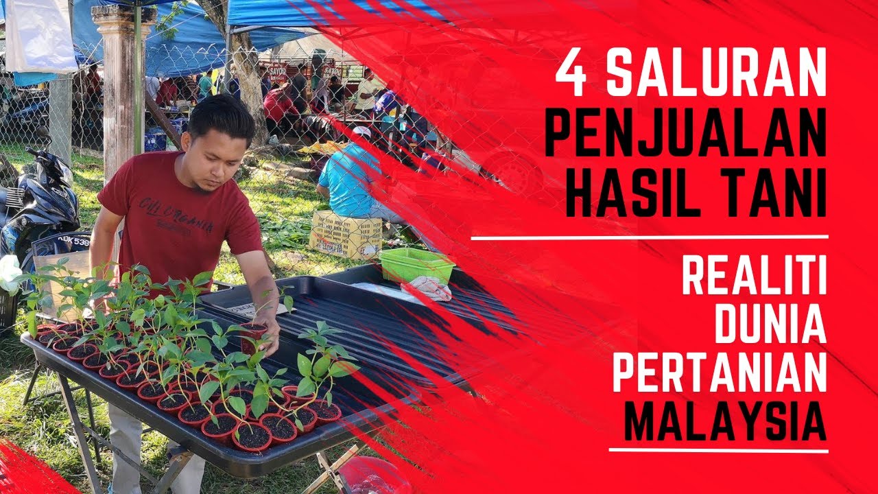 RAHSIA 4 SALURAN PENJUALAN HASIL TANI SAYURAN - YouTube