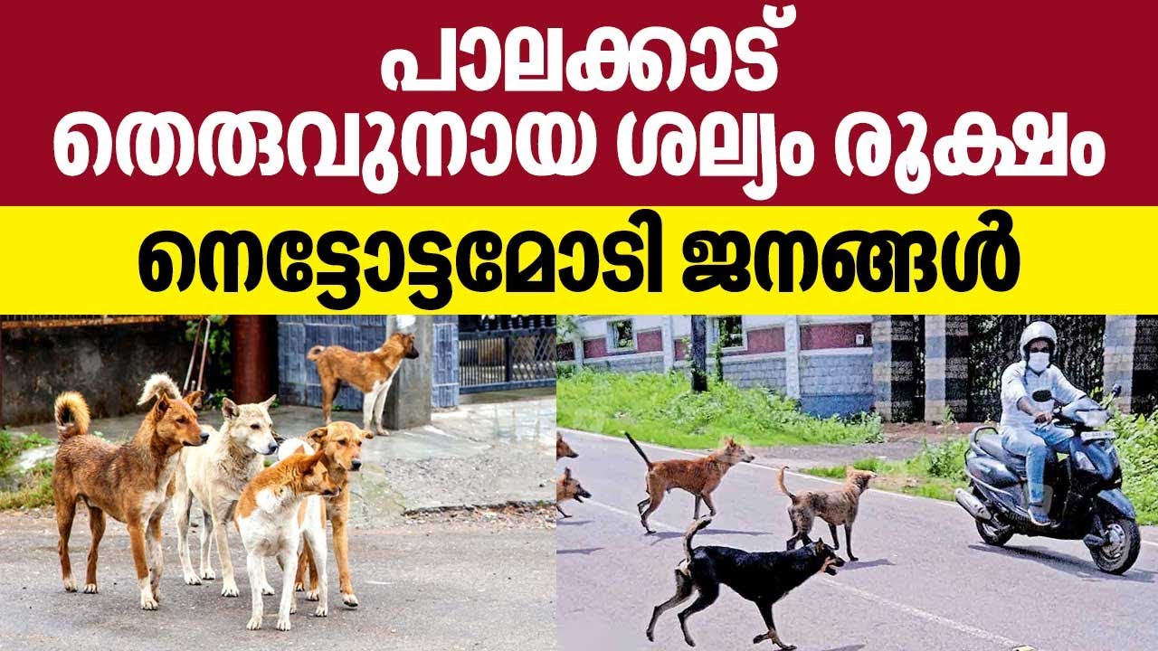 Kerala street dogs attack | പാലക്കാട് തെരുവുനായ ശല്യം രൂക്ഷം ...
