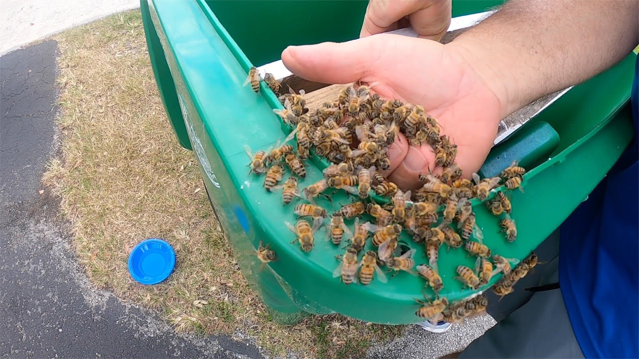 Scotty P's Bees with a Handful of Bees 954 604-7054 - YouTube