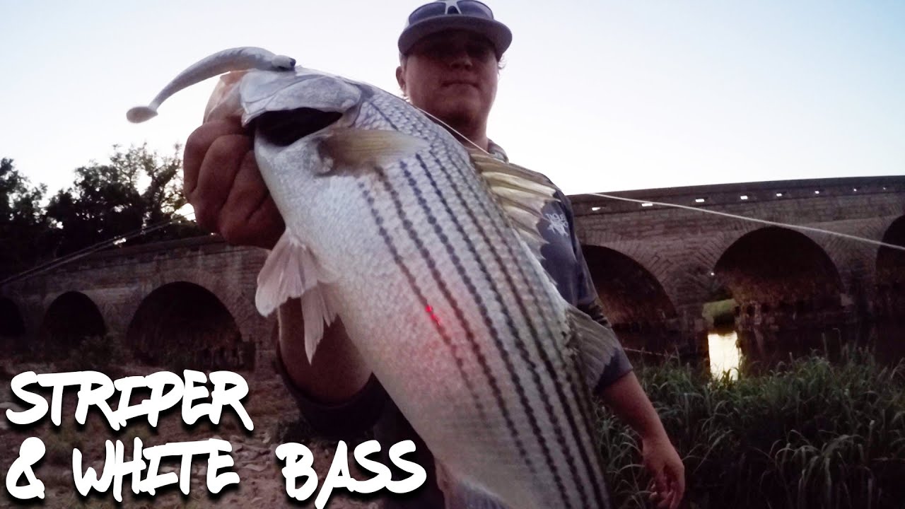 Striper and White Bass Behind the Spillway - YouTube