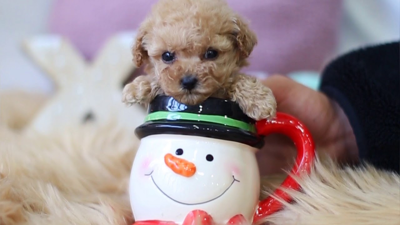 Everyone meet princess Fiona the sweet and adorable female teacup ...