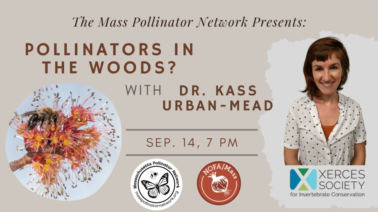 Pollinators in the Woods with Dr. Kass Urban-Mead - YouTube