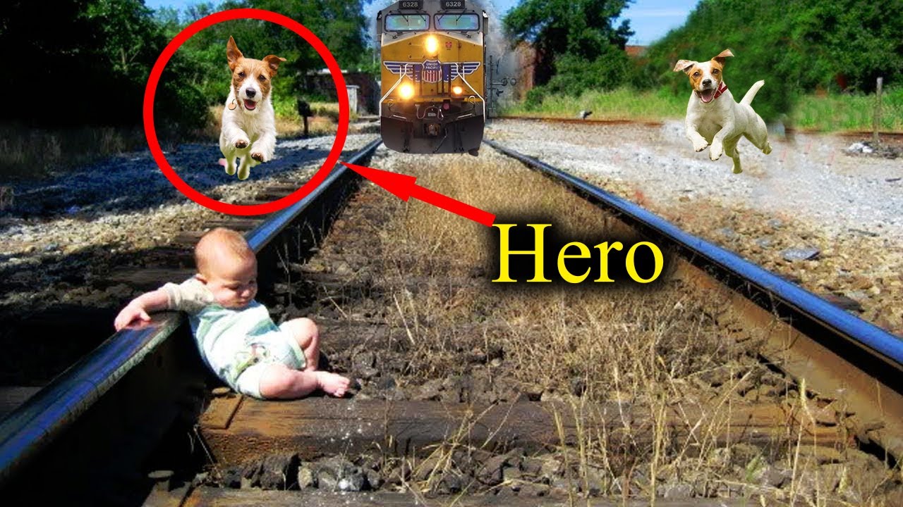 30 Hero Animals That Saved Human Lives |Hero Animals Saving Humans ...